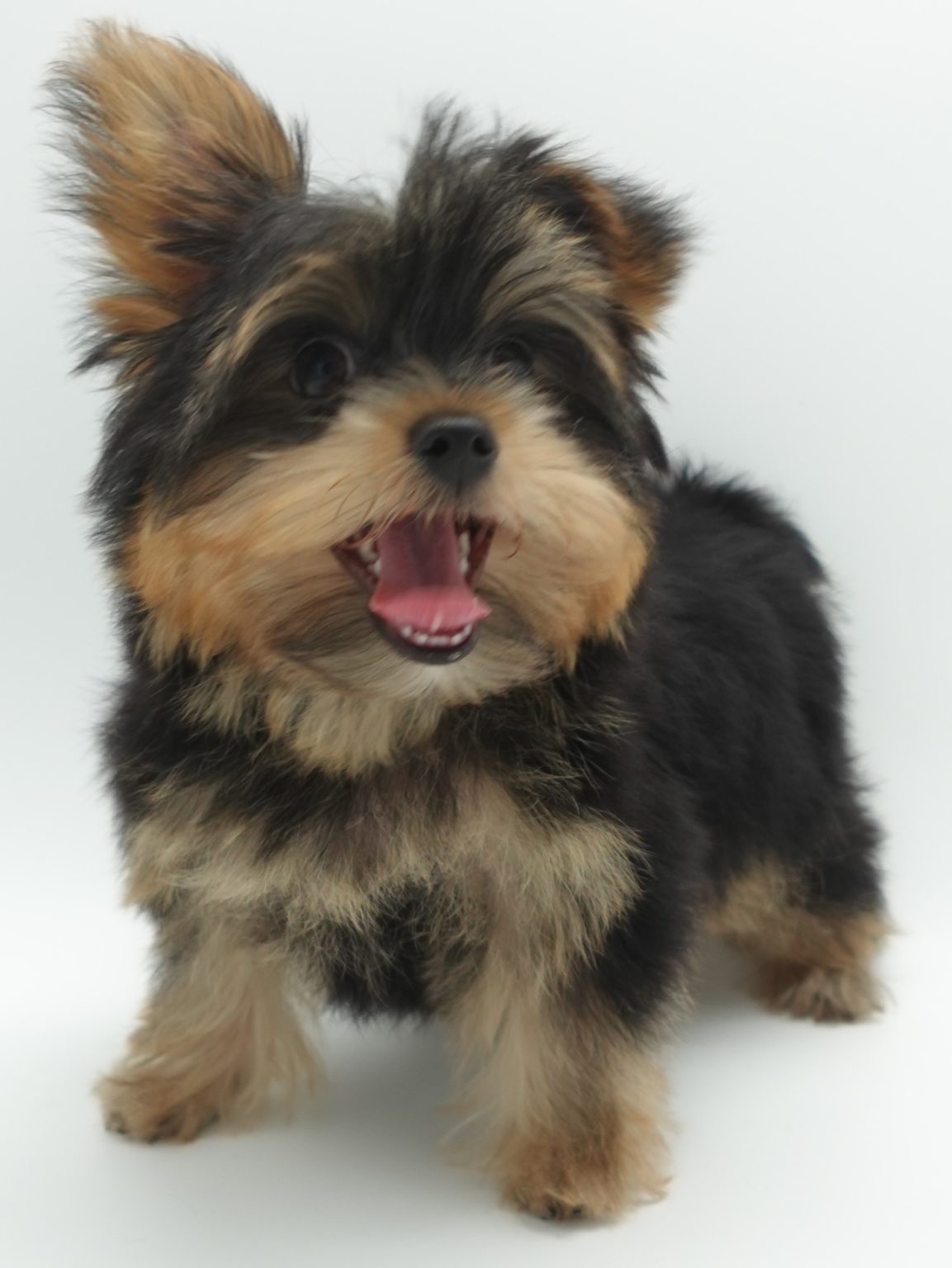 子犬販売 一覧 | 世界の名犬牧場